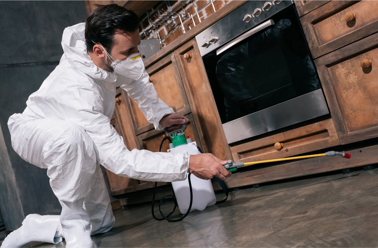 Rodent-Proofing Your Home: A Comprehensive Guide – BYDOO